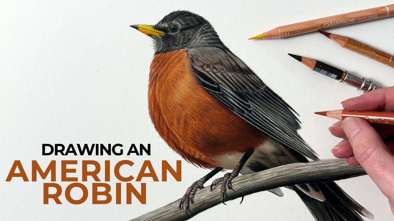 Drawing An American Robin In Colored Pencil - YouTube