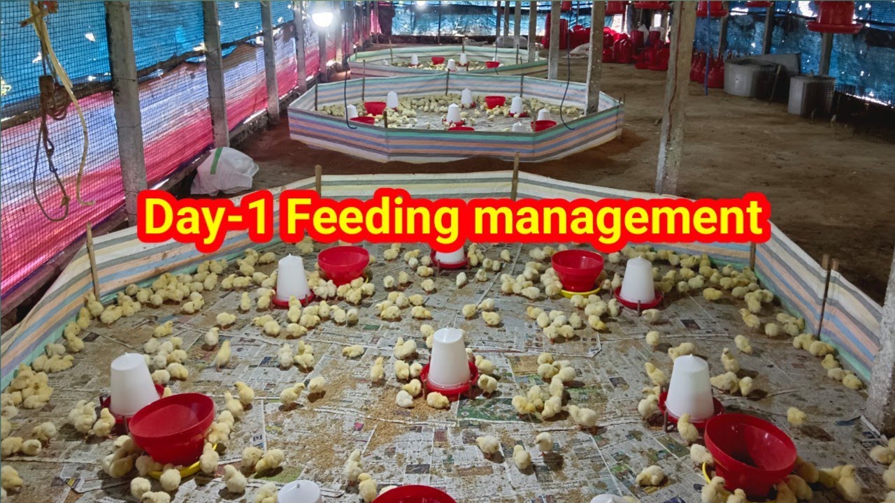 New batch start in my farm(Hubbard chicks) - YouTube