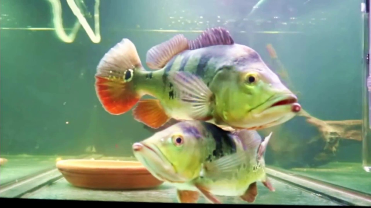 Monoculus Peacock Bass !!FEEDING!! Monster Fish - YouTube