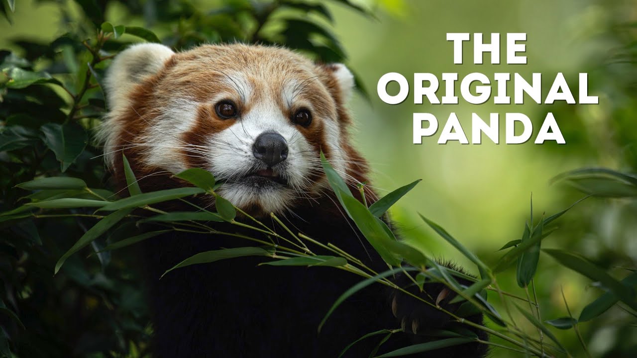 Red Pandas: Everything You Need To Know! - YouTube