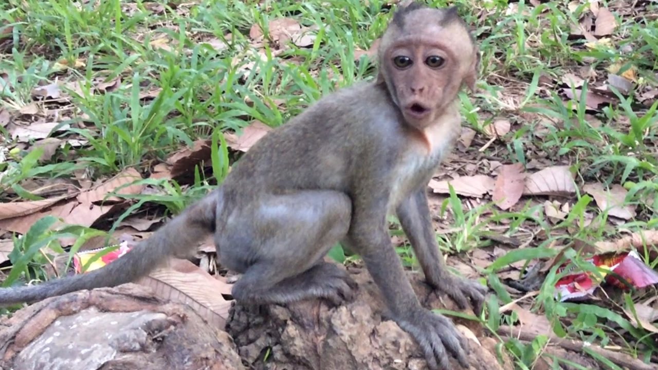 Why poor baby monkey cry? - Monkey cry - Baby monkey cries - Tube BBC ...