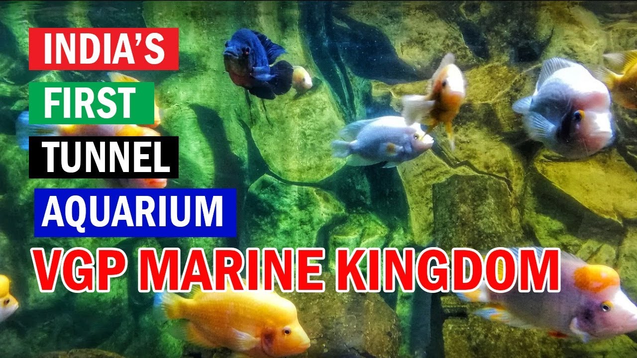 Chennai One Day trip Places - Sea Fish Aquarium - VGP Marine Kingdom ...