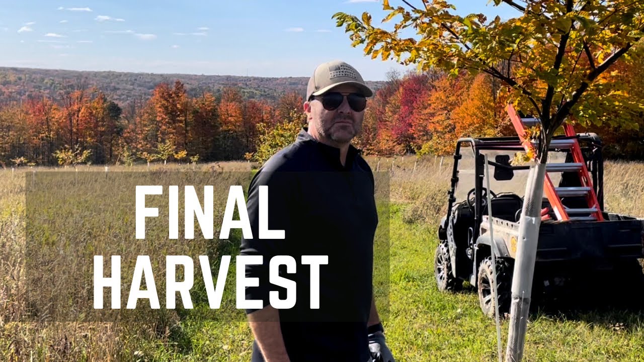 FINAL CHESTNUT HARVEST - and starting to Process! - YouTube