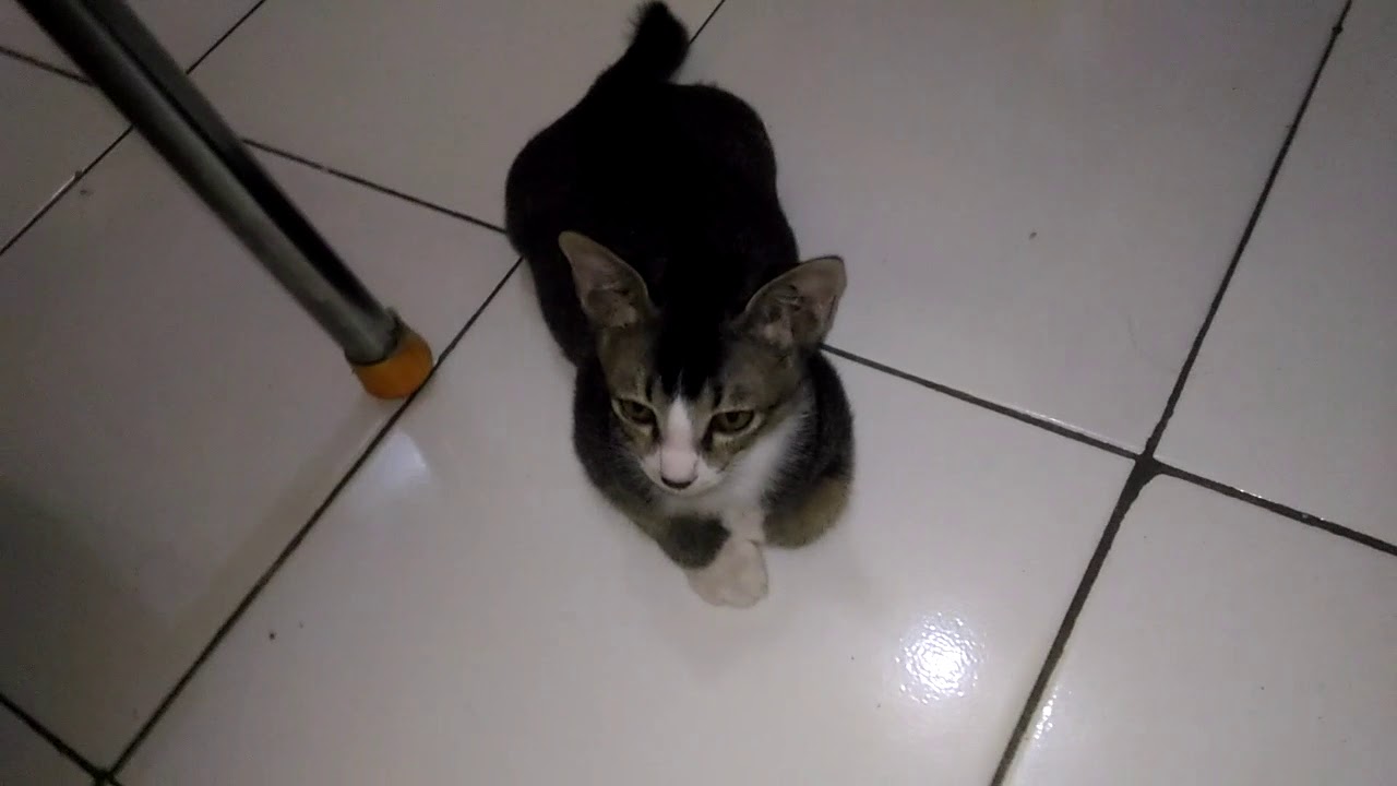 Kucing nya nangis dengerin lagu nya haliza amalia - YouTube
