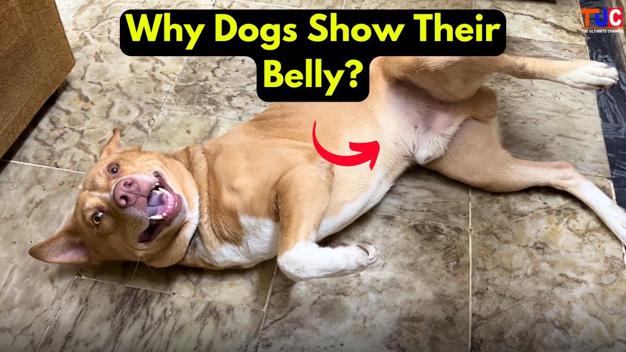 Why Dogs Show Their Belly? Real Science Revealed! - YouTube