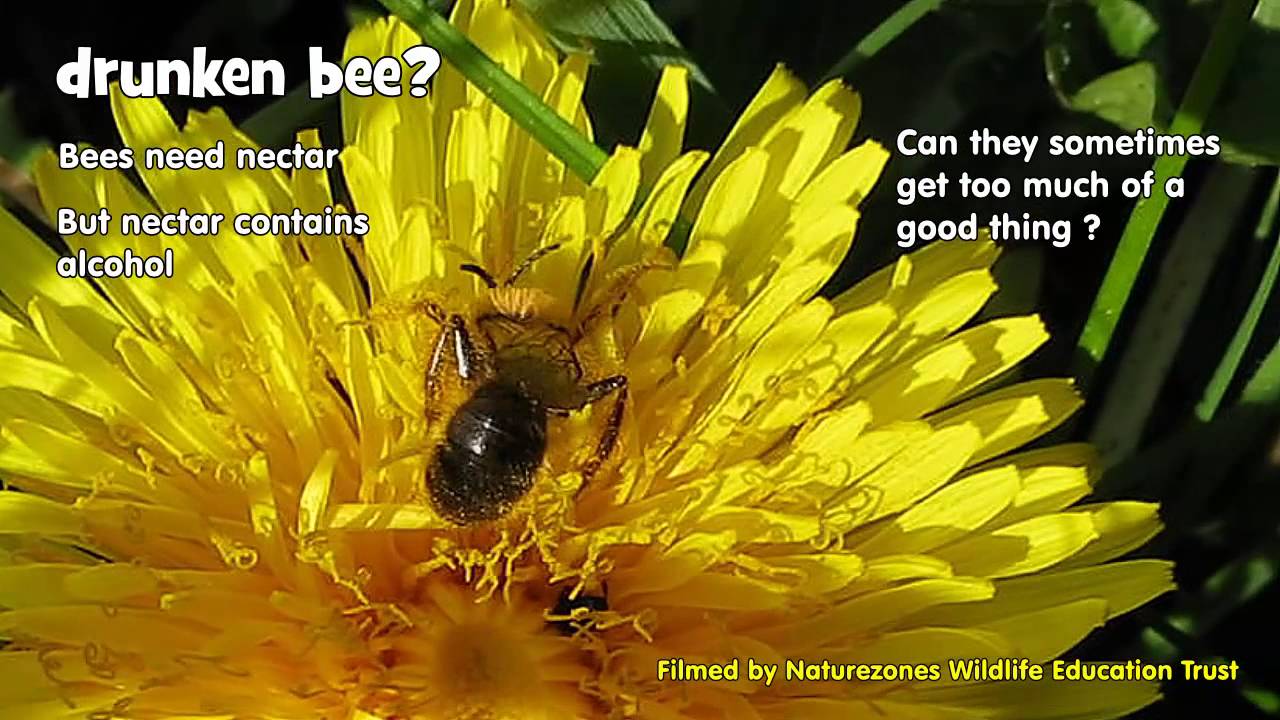 Insects in Action - drunken bee ? - YouTube