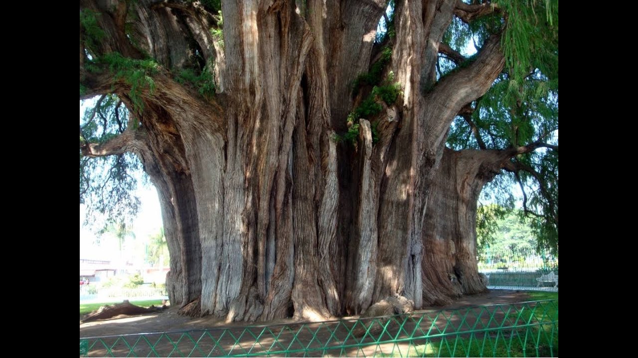 El Arból de Tule - the tree of Tule - YouTube