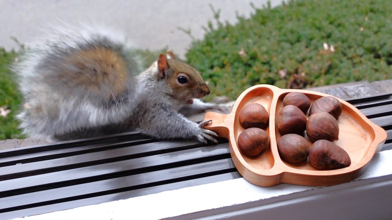 Squirrels' reactions to chestnuts - YouTube