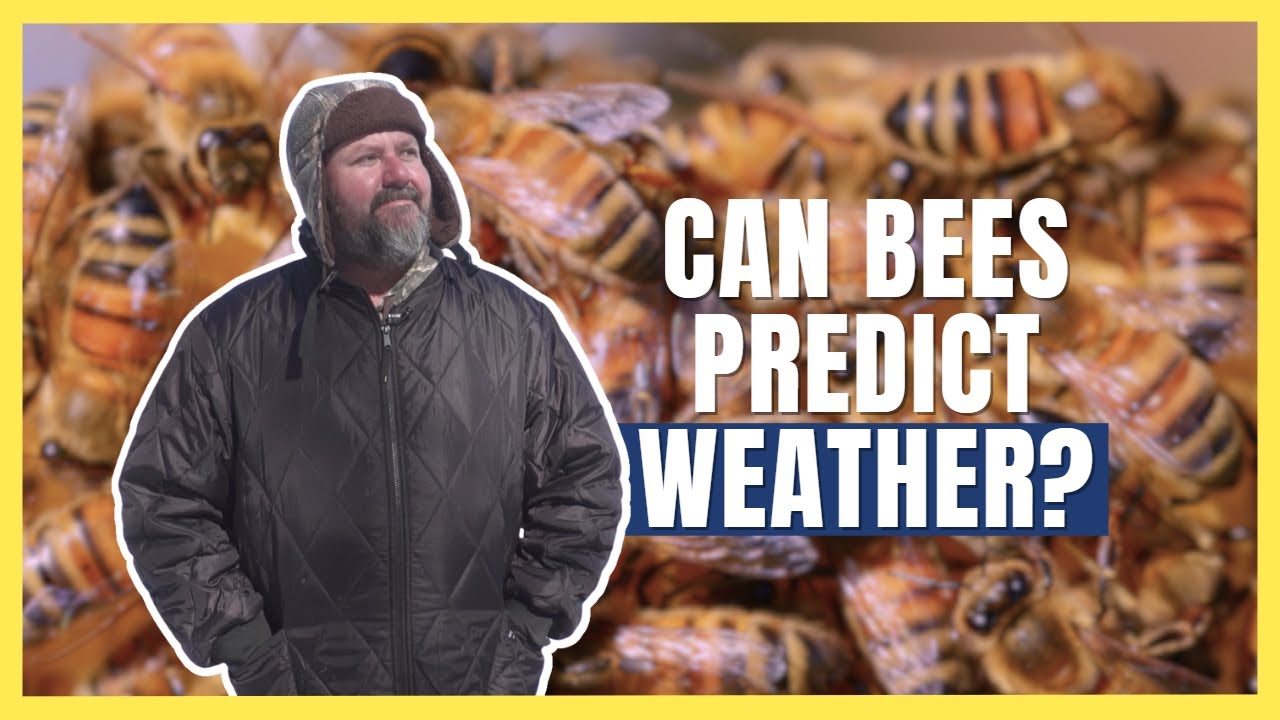 This TikToker's Bees Predict the Weather, We Check Out the Competition ...