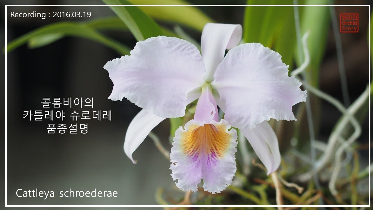 카틀레야 슈로데레 품종설명 Cattleya schroederae in 2016 [화이의 Orchid story] - YouTube