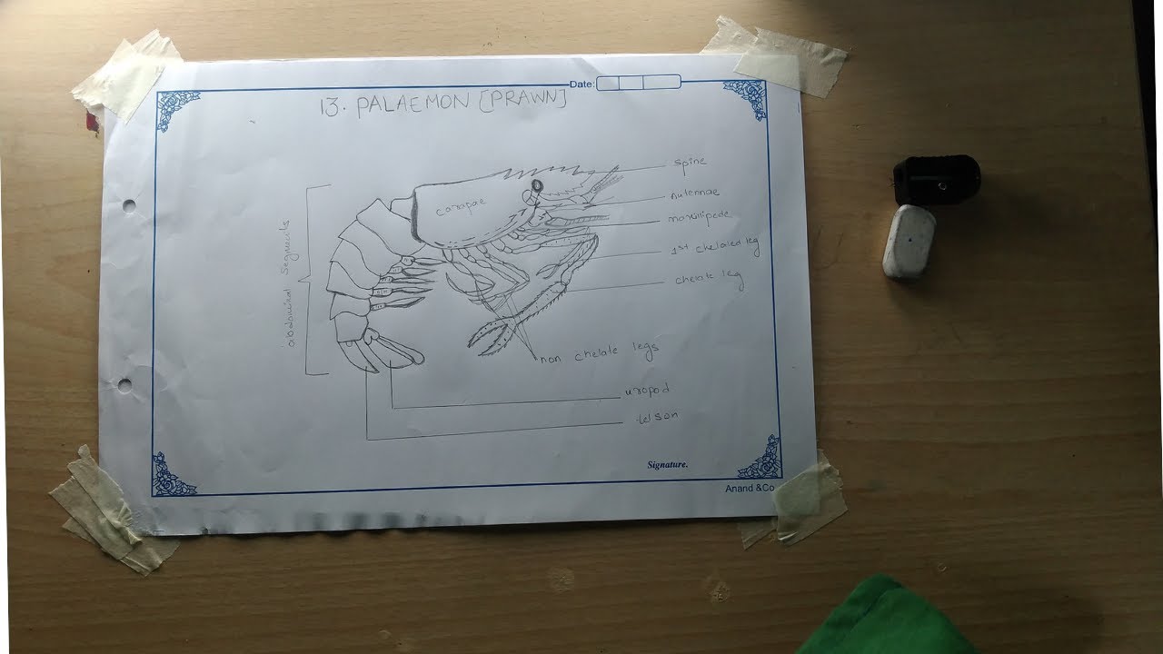 #Intermediate #125 zoology practical record. How to draw palaemon ...