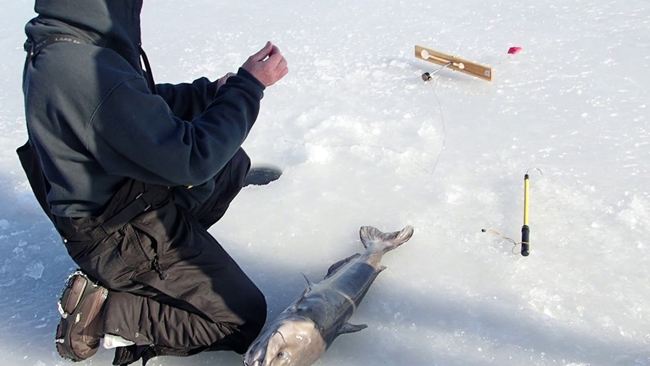 Last Ice fish...CATS - YouTube