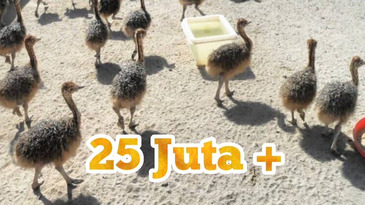 Mengenal Burung Unta Dan Harganya Yang Fantastis - YouTube