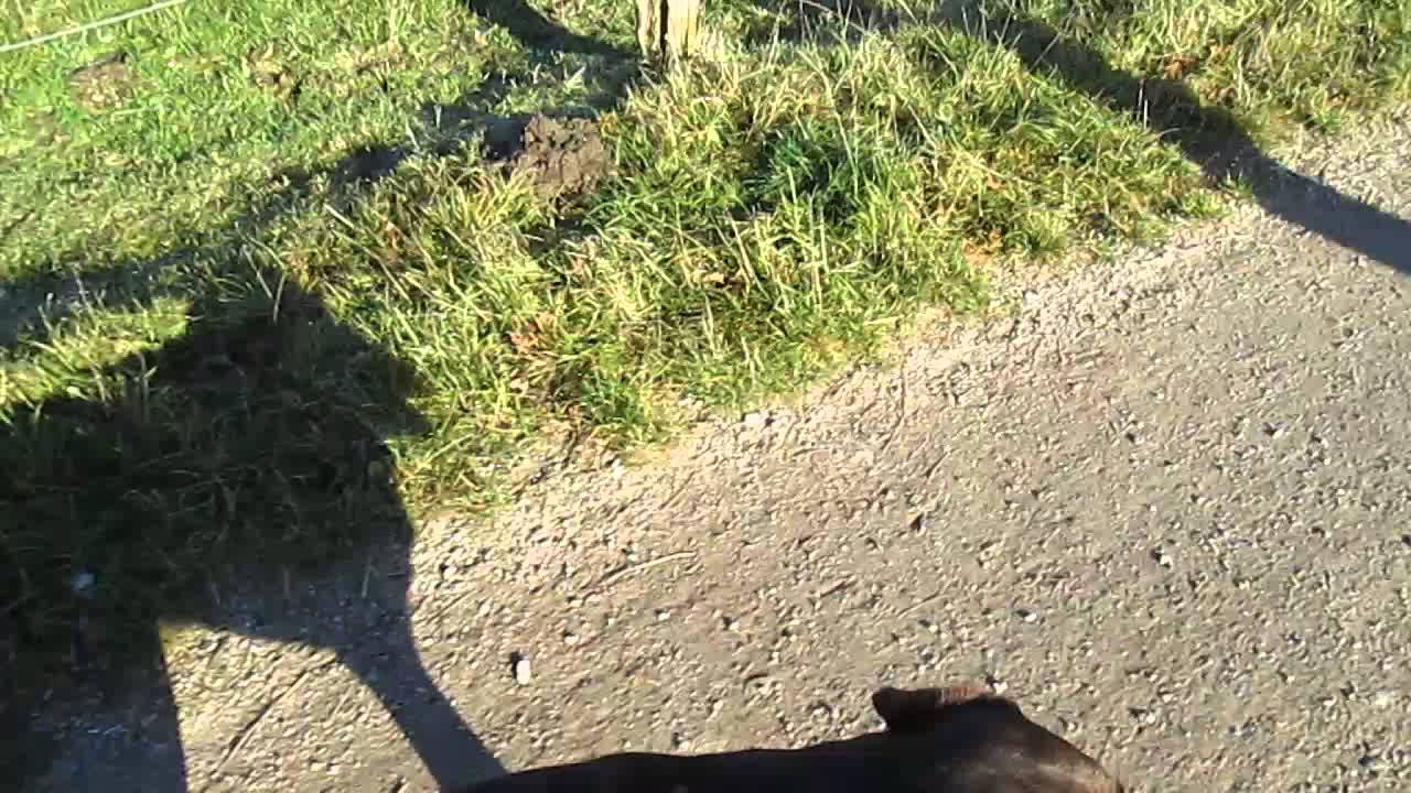 Merle im Freilauf - YouTube