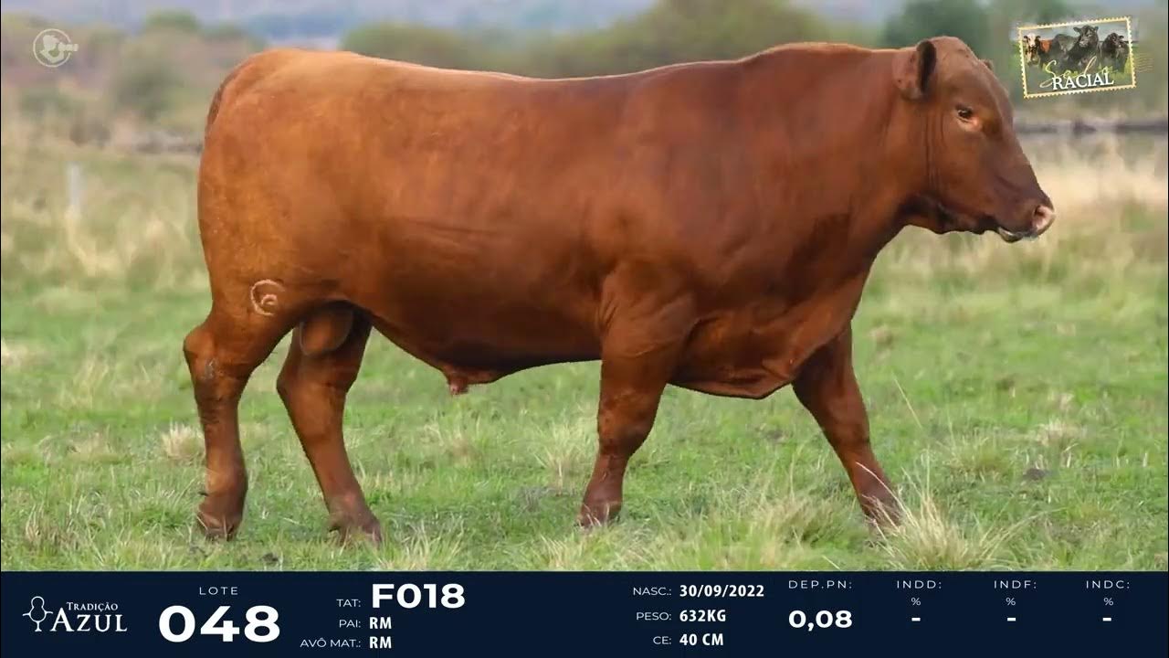 LOTE 48 TAT F018 M Red Angus - YouTube