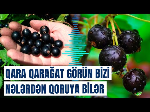 Qara qarağatın orqanizmə inanılmaz faydaları | Alimlərdən mühüm araşdırma