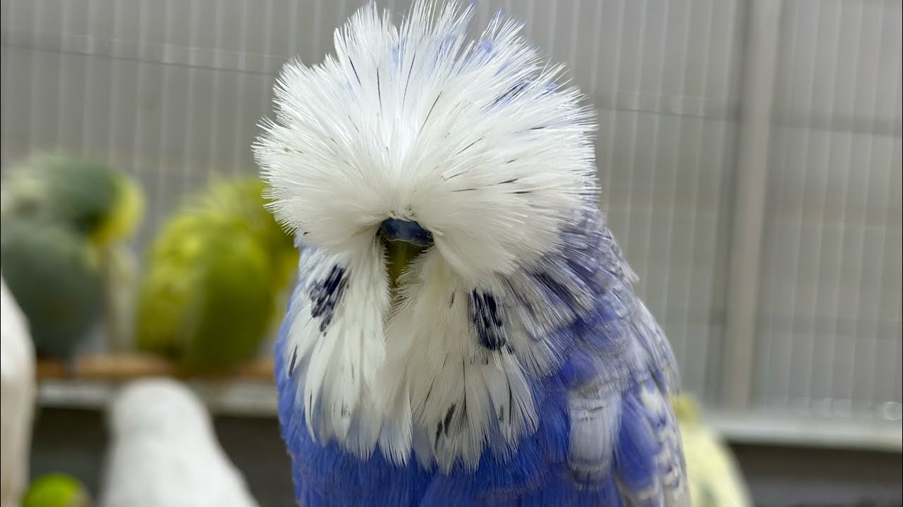 Guray Ozkul Violet Spangle Exhibition Budgerigar Mor Show Muhabbet Kuşu ...