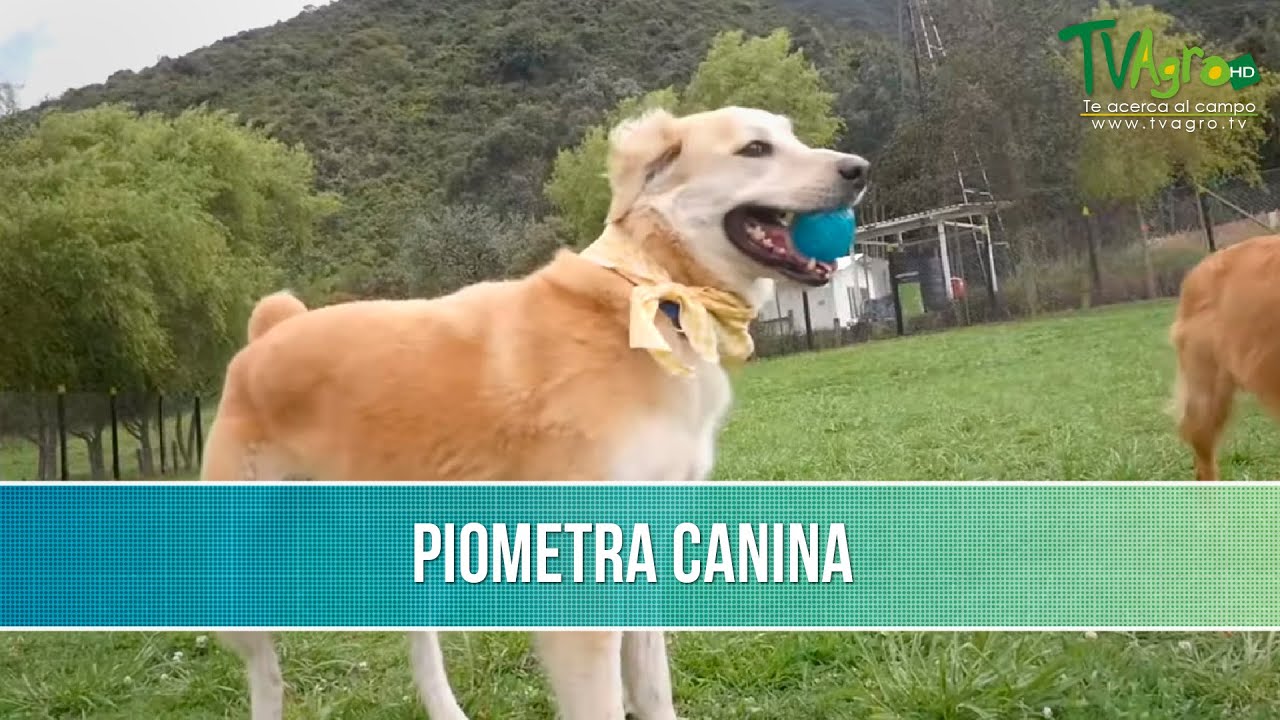 Que es el Piometra Canino - TvAgro por Juan Gonzalo Angel - YouTube