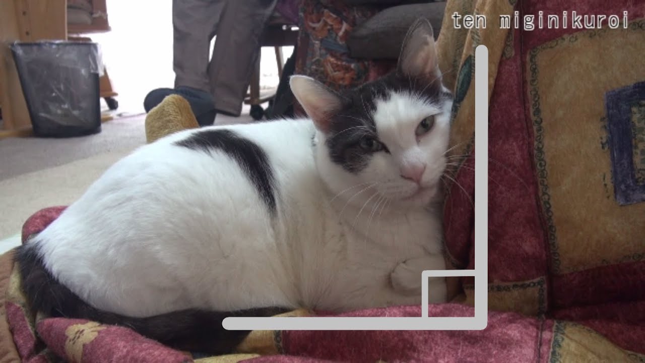 直角で寛ぐ猫 Cat relaxes in an upright position. - YouTube