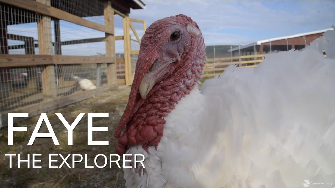 Turkey Rescued From Feed Store Thriving At Sanctuary - YouTube