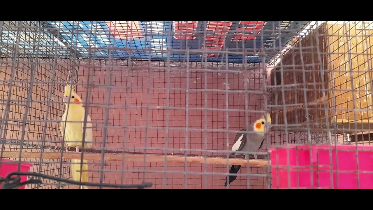 cocktail birds for sale - YouTube