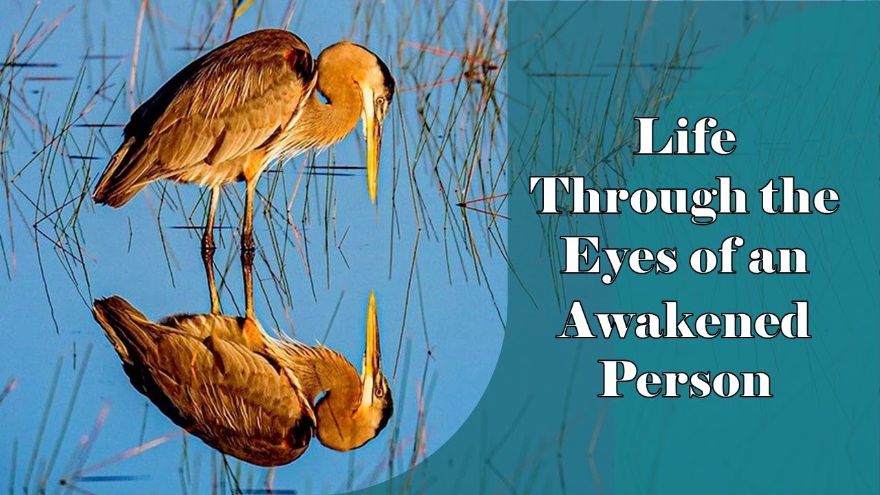 Life Through the Eyes of an Awakened Person by Gabor Harsanyi - YouTube