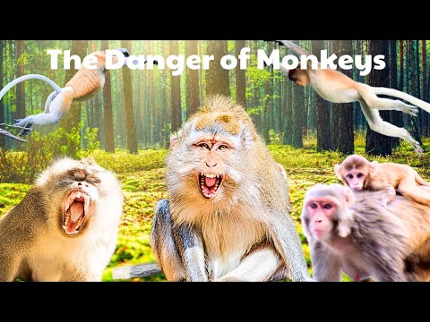 Warning: The Hidden Dangers of Monkeys That You Don't Know! | A ...