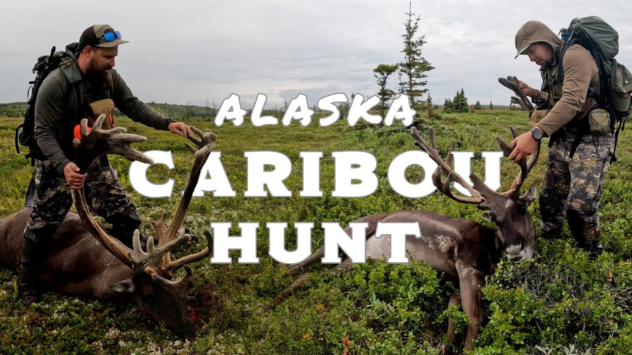 Alaska Caribou Hunt - Two Big Bulls - Dillinger River - YouTube