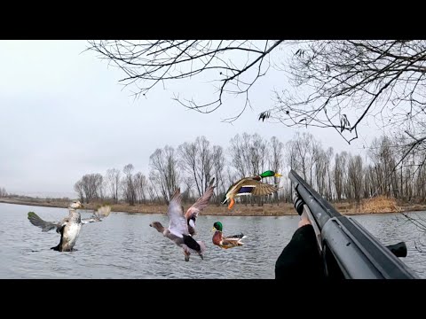 ÖRDEK AVI ( 5 DAKİKA DA KOTA DOLDU) DUCK HUNTİNG DUCK HUNTING УТИНАЯ ОХОТА صيد البط DİRİLİŞ ARMS D12
