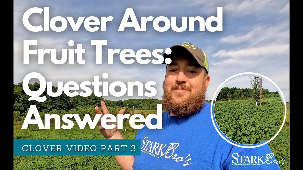 Clover in the Orchard | Questions Answered - YouTube