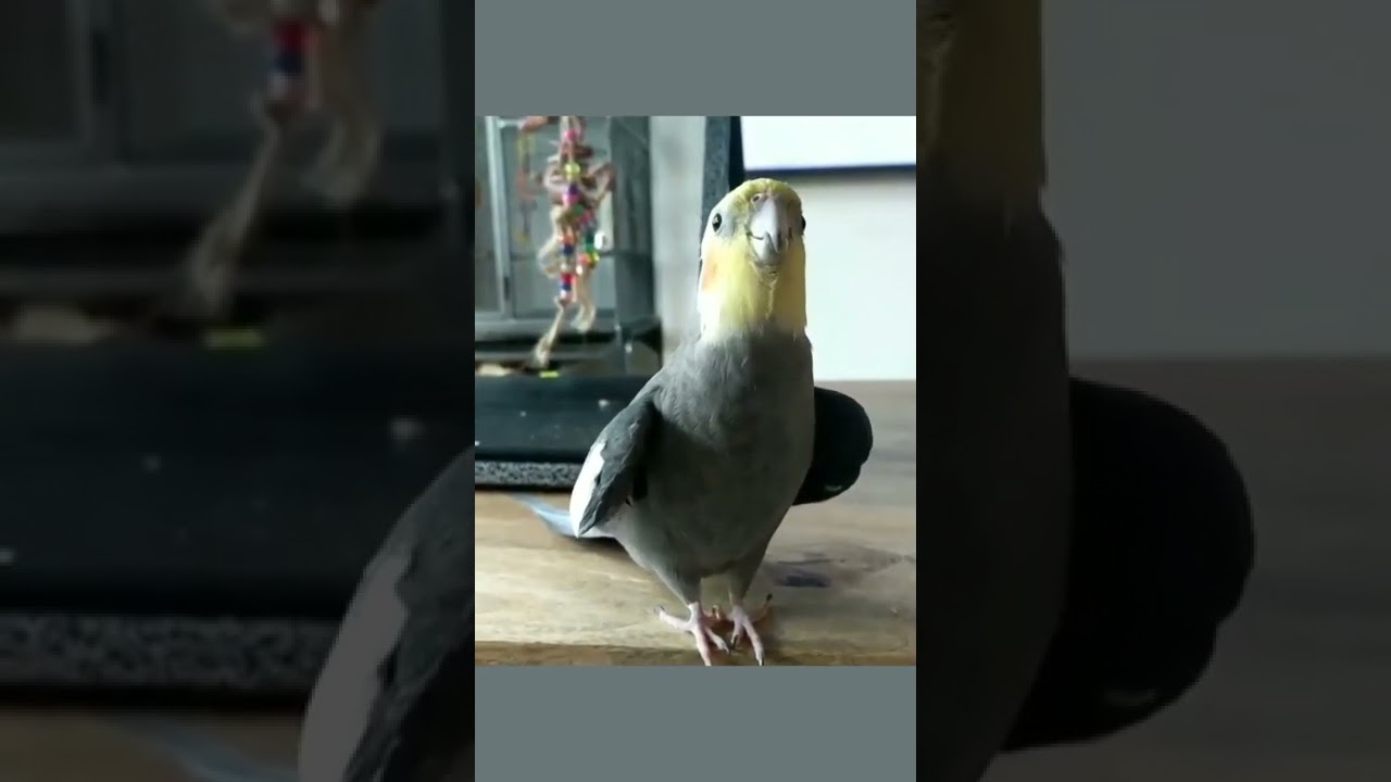 Beautiful cocktail Bird Singing - YouTube
