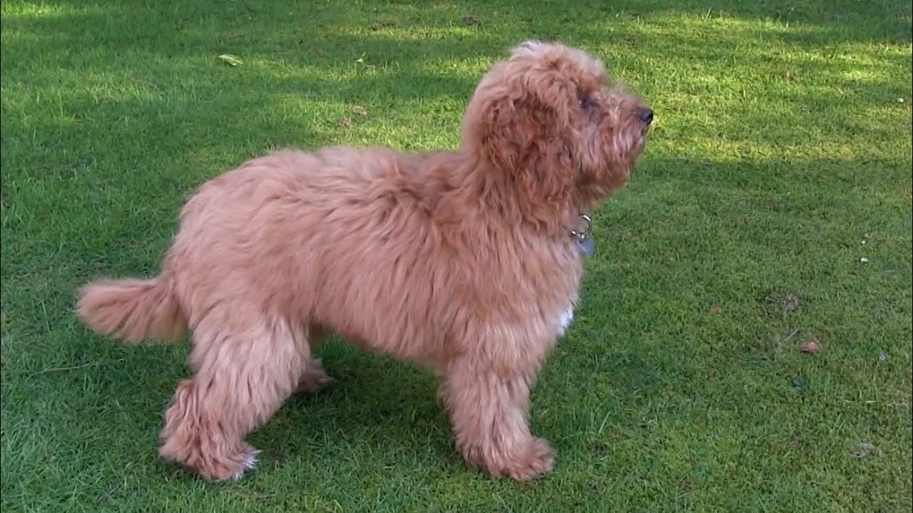 Cockapoo puppy training - 12 - stop, heel, stay - YouTube