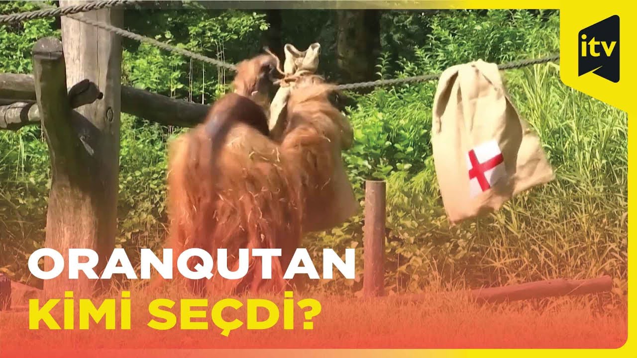 Yarımfinal görüşünün proqnozunu bu dəfə meymun verdi - YouTube