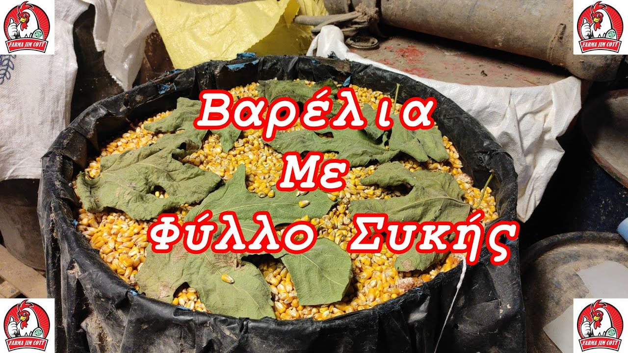 Βαρέλια Με Φύλλο συκής | #farmajimcott #chicken #egg #farm #farma # ...
