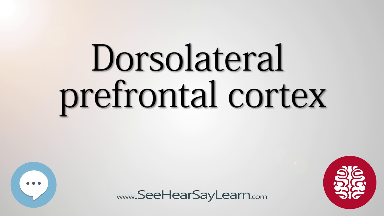 Dorsolateral Prefrontal Cortex