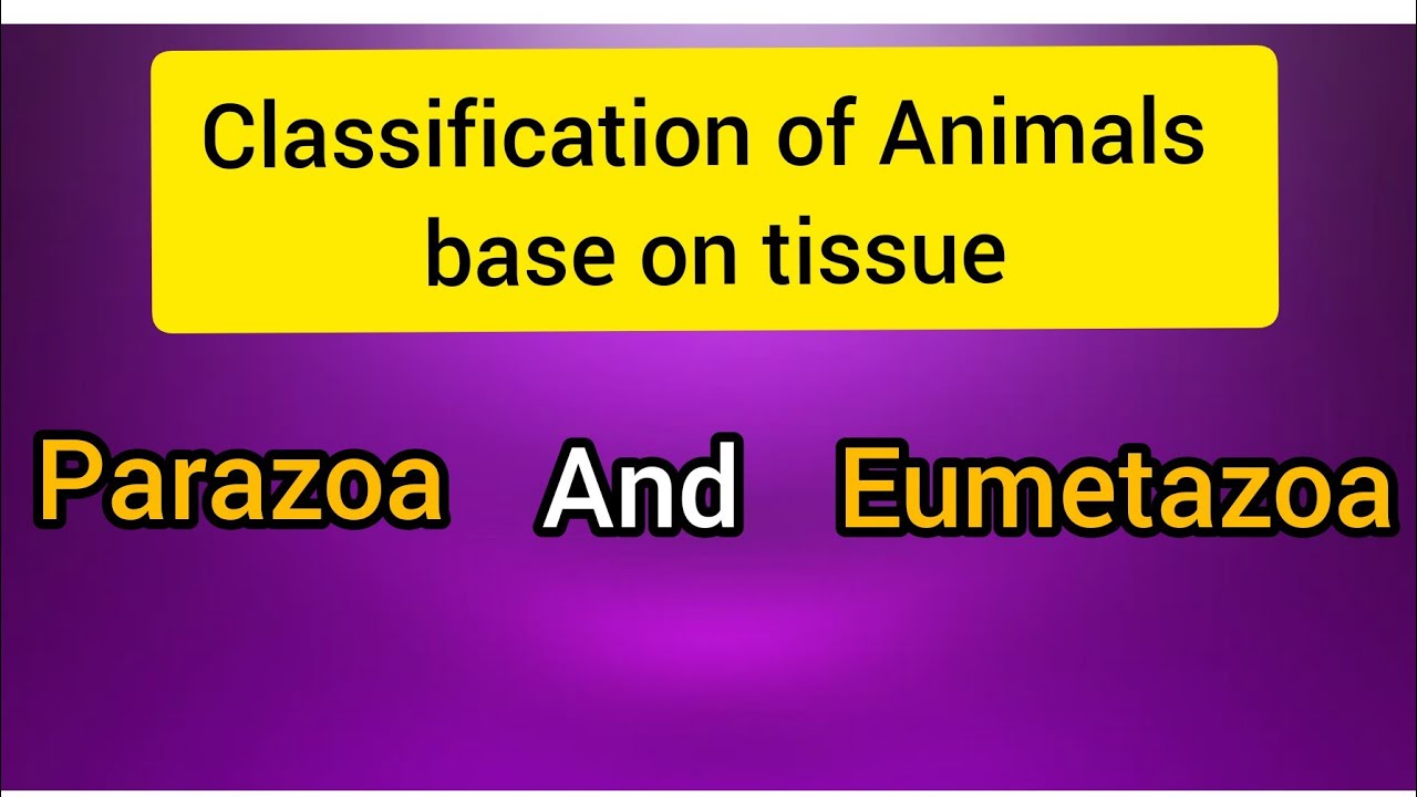 Criteria For Animals Classification Parazoa and Eumetazoa - YouTube