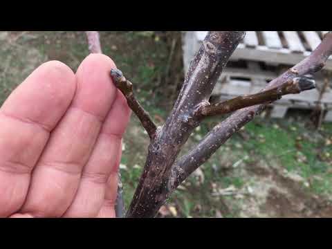 CEVİZDEKİ ÜÇ GÖZÜN ÖNEMİ