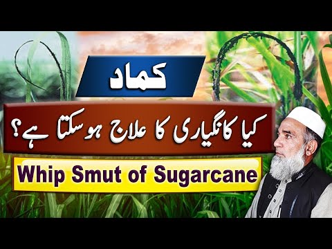 Kamad ki Kangyari ka control || Whip Smut of Sugarcane || Crop Reformer