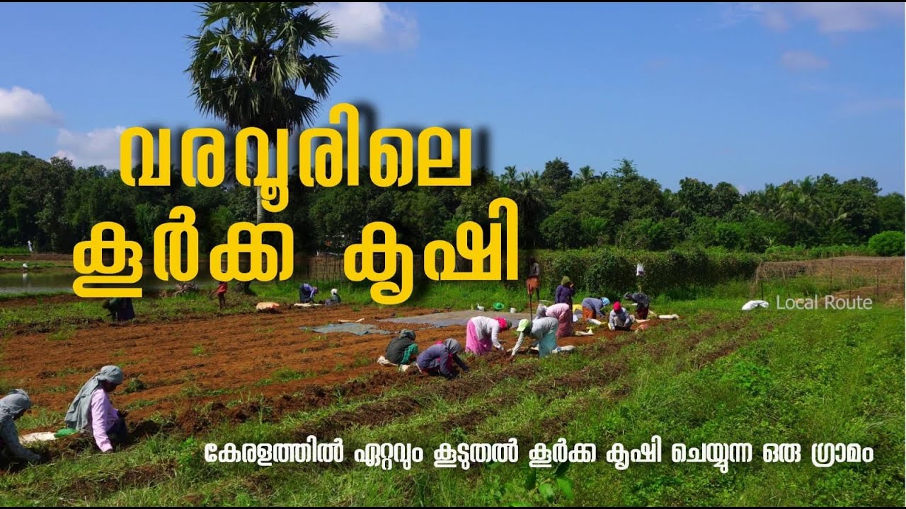 വരവൂരിലെ കൂർക്ക കൃഷി | koorkka Krishi | Varavoor | കൂർക്ക വിളവെടുപ്പ് ...