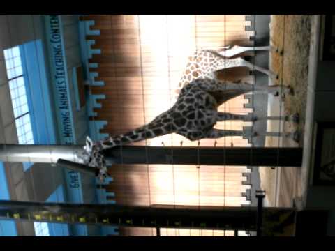 Giraffe at Milwaukee County Zoo - YouTube