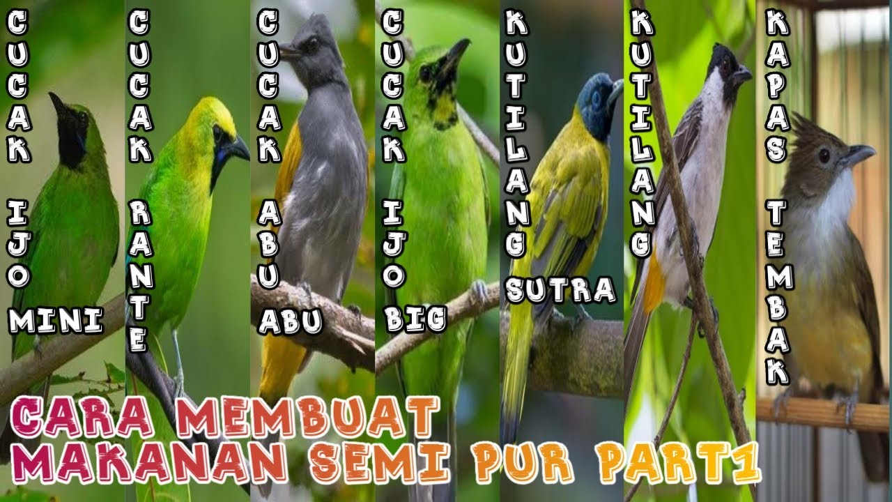 Cara membuat makanan semi pur buat burung cucak ijo,cucak rante,kapas ...
