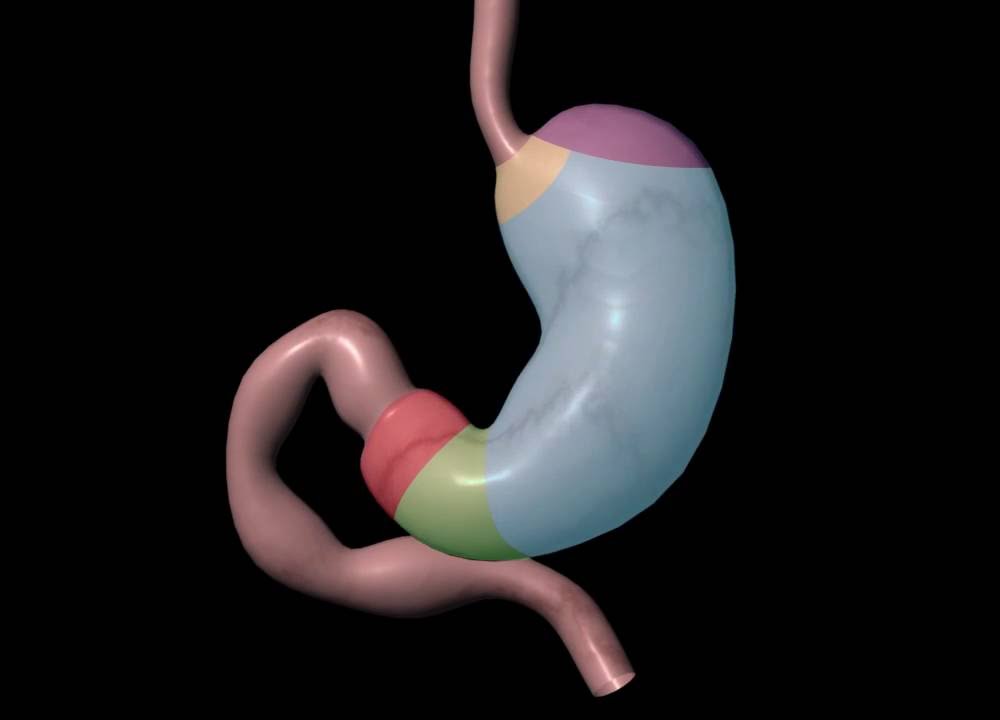 Stomach rotation with highlighted partitions - YouTube