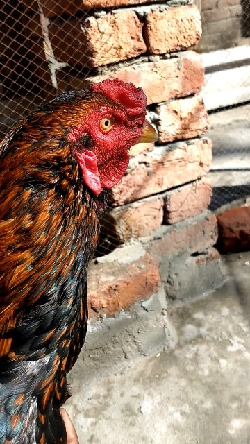 Tum Hi Ho #shorts #ytshorts #aseellovers #trending #viral - YouTube