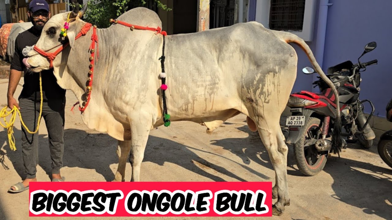 biggest Ongole bull available in bandlaguda Hyderabad | bade janwar ...