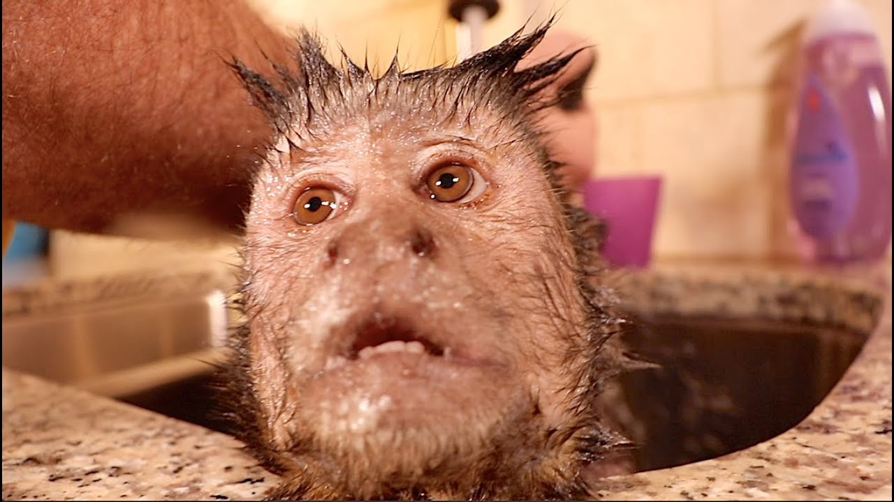 Capuchin Monkey Takes Long Hot Relaxing Bath! - YouTube