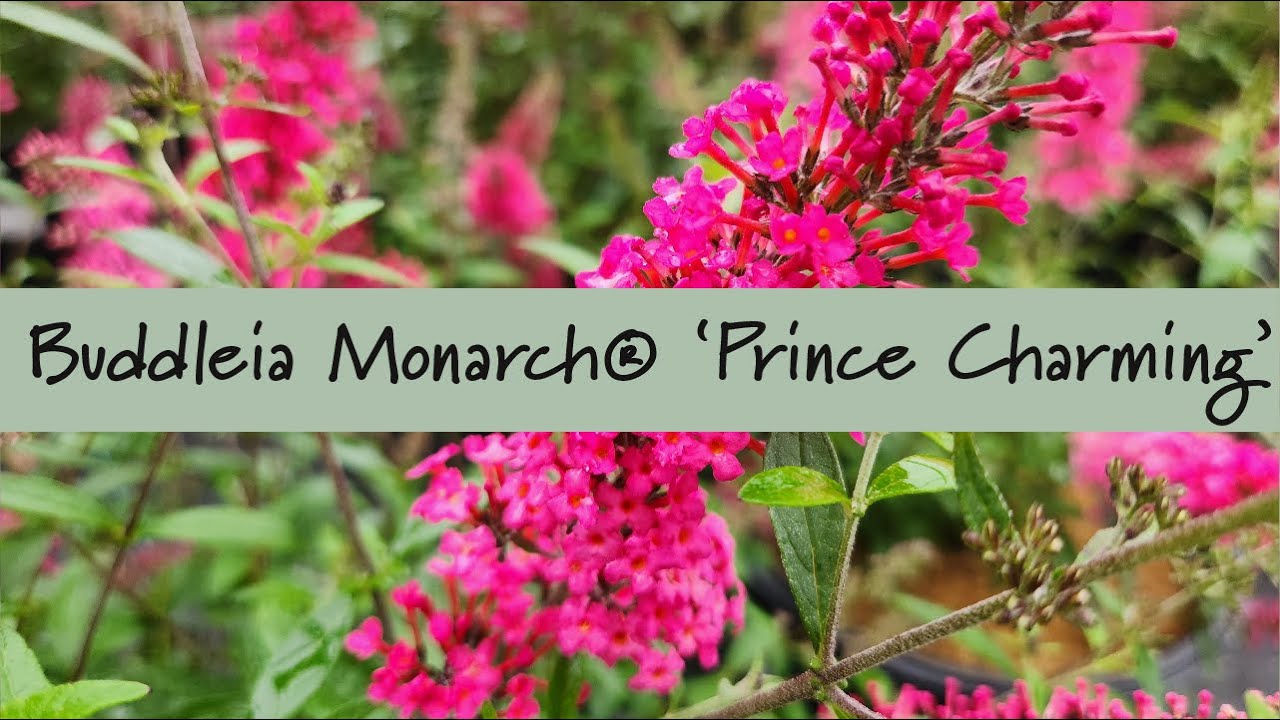 Buddleia Monarch® 'Prince Charming' at Prides Corner Farms - YouTube