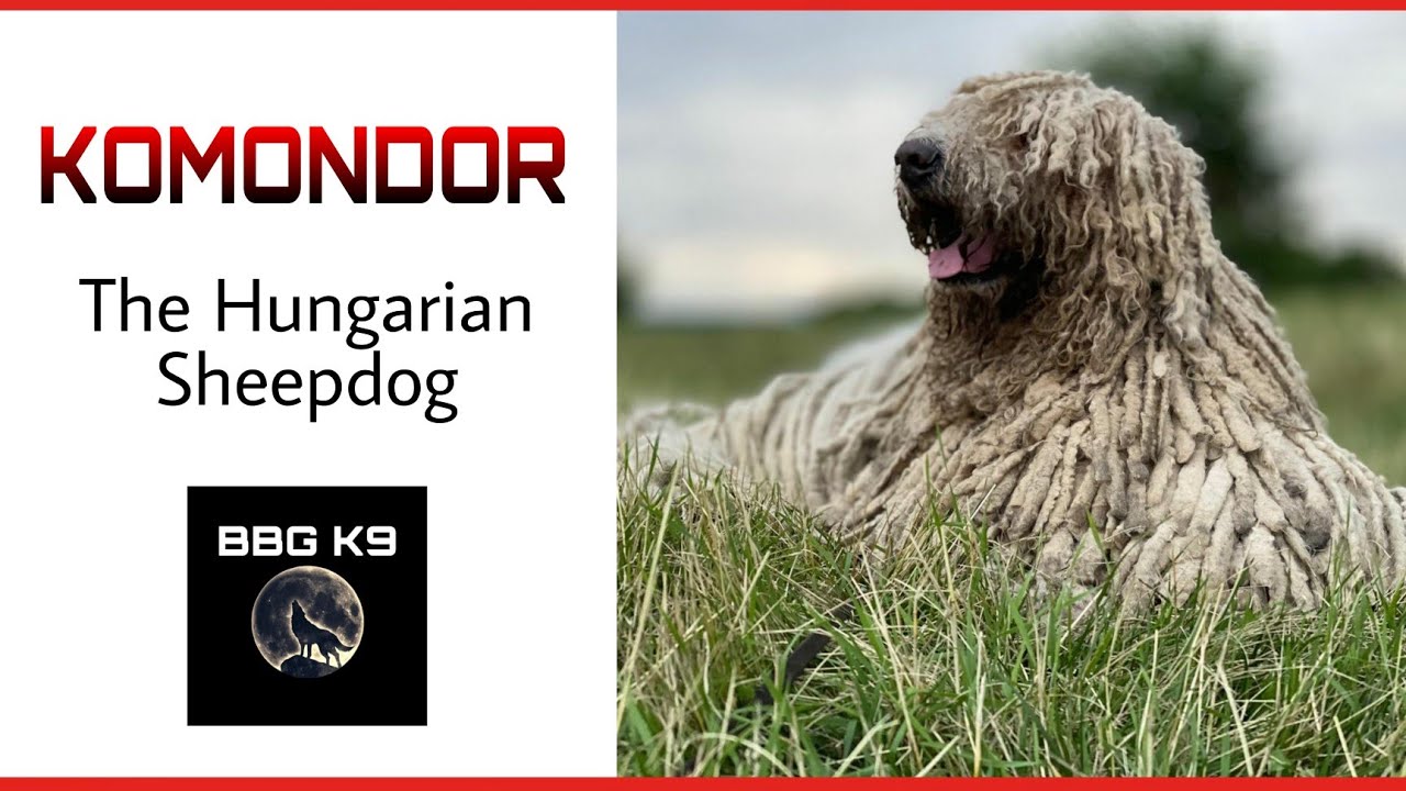 Komondor | The Hungarian Sheepdog | dog breed (facts) | BBG K9 - YouTube