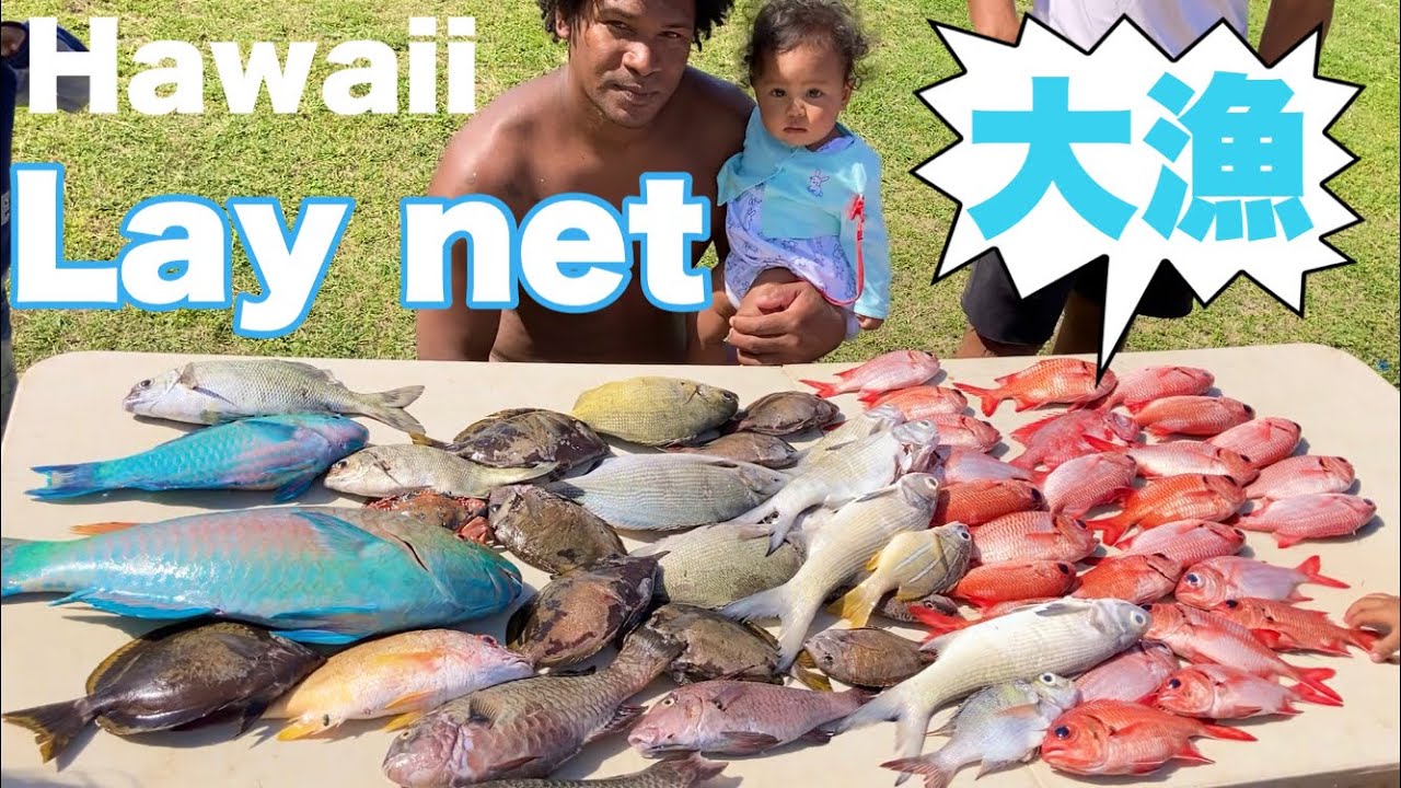 【大漁】Lay net Hawaii②パパが沢山釣ってきた - YouTube