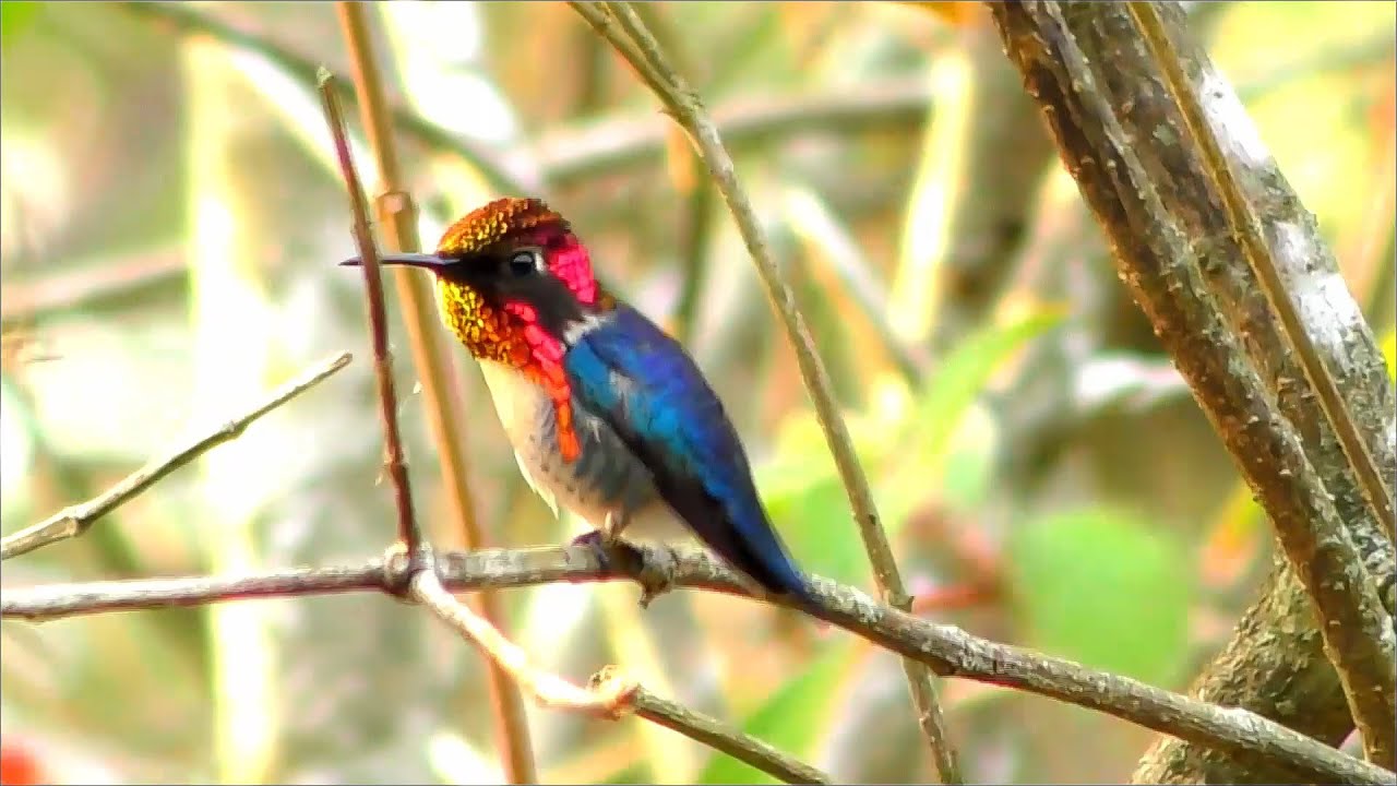 Mellisuga helenae / Bienenelfe / Colibri - abelha - cubano - YouTube
