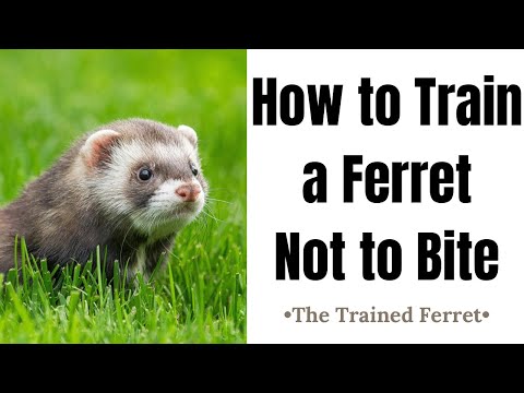 How To Teach A Deaf Ferret Not To Bite